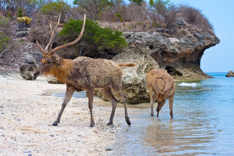 Two Deer Against Coastal Rocks Stock Photo - Image of beach, pair: 22866488