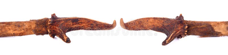 Two Deer Antlers Isolated on a White Background. Stock Image - Image of ...