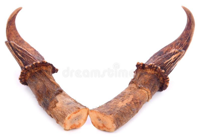 Two Deer Antlers Isolated on a White Background. Stock Photo - Image of ...