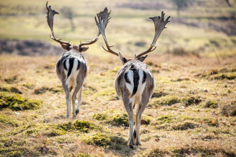 Two deer stock image. Image of backside, royal, tail - 62151455