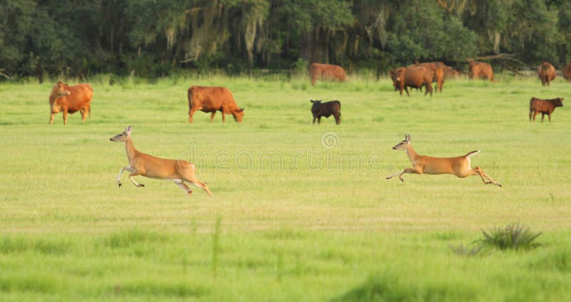 Two Deer Bounding through a Cow Pasture Stock Photo - Image of forest ...