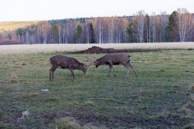 Two Deer Bucks Fighting in a Field Stock Photo - Image of animal, deer ...