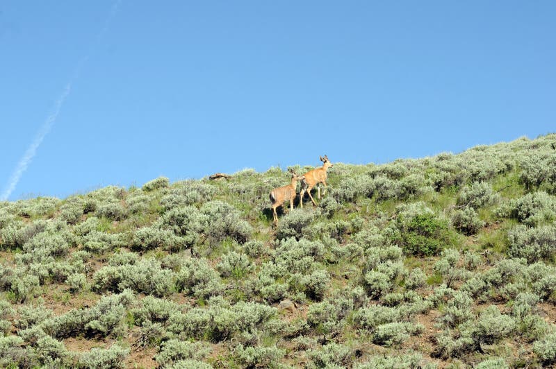 Deer climbing a hill. stock image. Image of buck, hurricane - 74473411