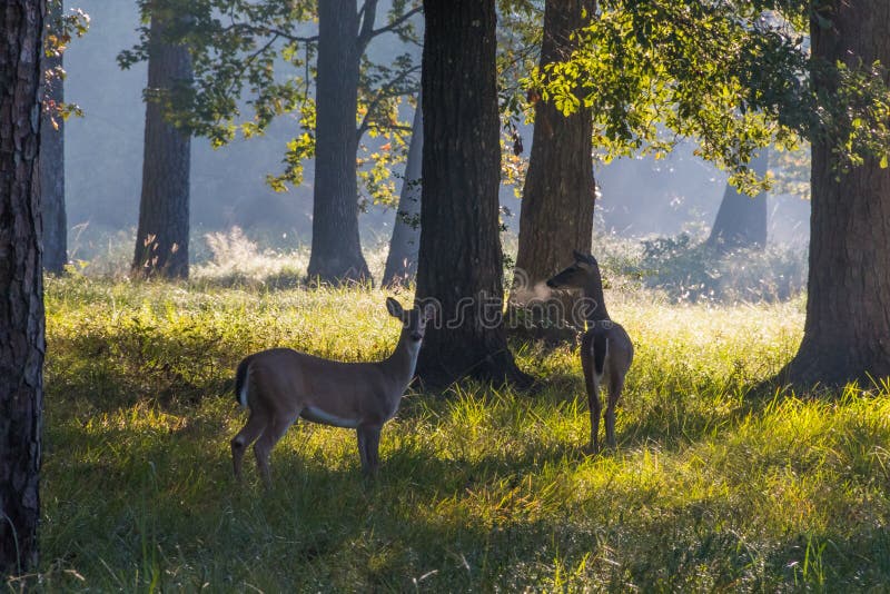 Two Deer during an Early Morning in the Forest Stock Image - Image of ...
