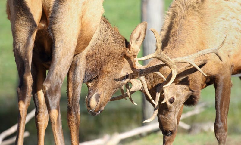 Two Deer Fighting in Nature during Rut Stock Image - Image of nature ...