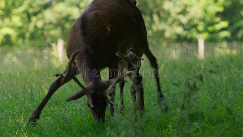Two Deer are Fighting Over a Patch of Grass. One of the Deer Has Its ...