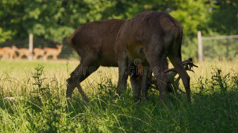 Two Deer are Fighting Over a Patch of Grass. One of the Deer Has Its ...