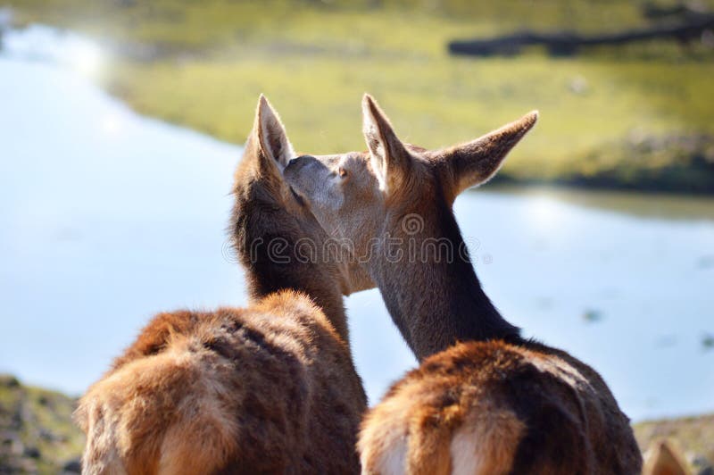 Two deer friends stock image. Image of communication - 73046421