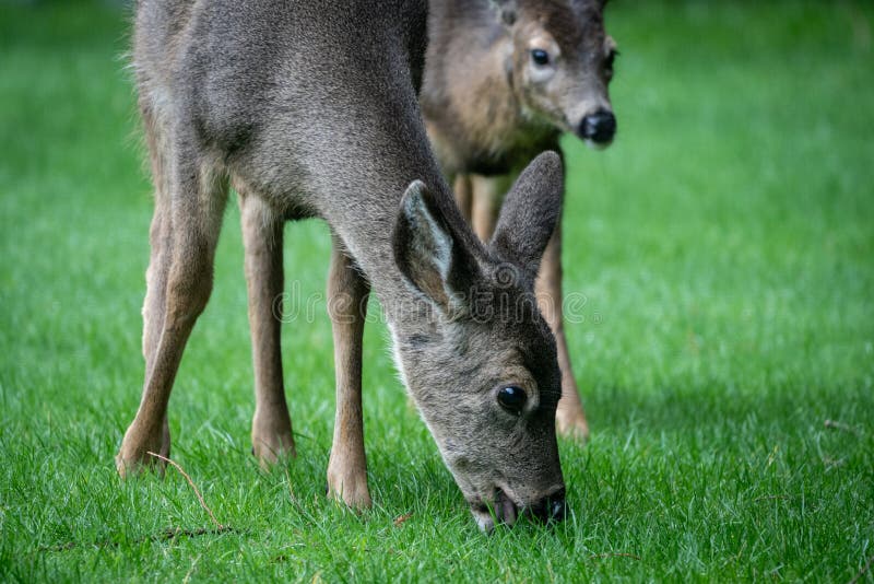 Two Deer Grazing on Front Lawn Stock Photo - Image of brown, grass ...