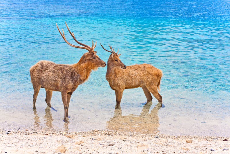 Two deer in ocean stock image. Image of horn, sand, life - 18133303