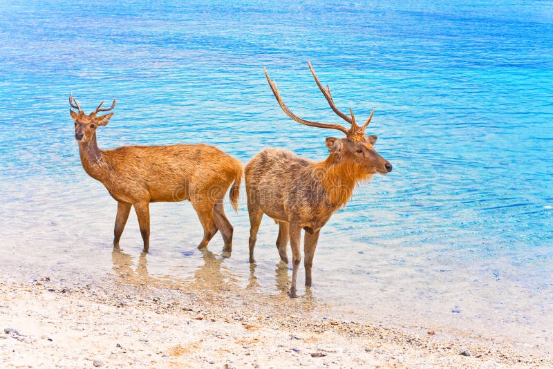 Two deer in ocean stock photo. Image of wildlife, background - 18133314