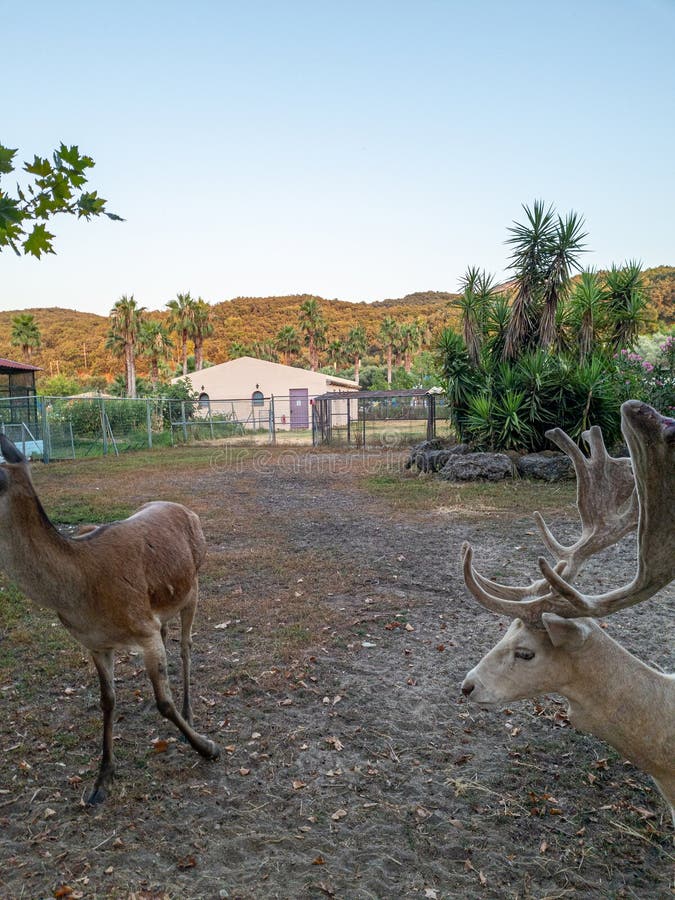 Two Deer, One Brown and One White, in a Natural Setting Stock Photo ...