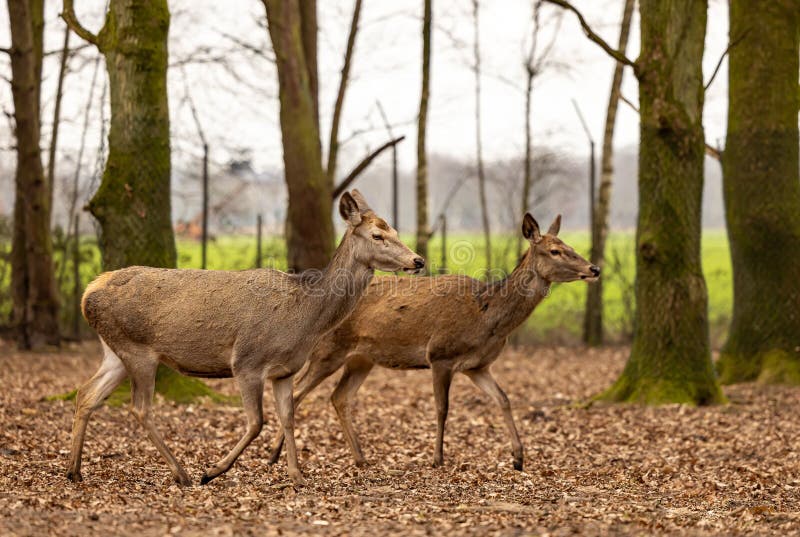Two Deer in an Open Wooded Area Stock Image - Image of leaves, tall ...