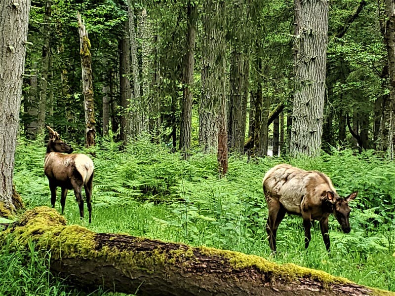 Two Deer Pasturing in the Forest in the Spring Stock Image - Image of ...