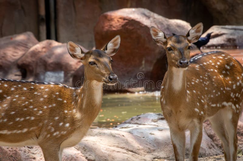Two Deer beside a Pond with Rocks in the Backdrop. Stock Image - Image ...
