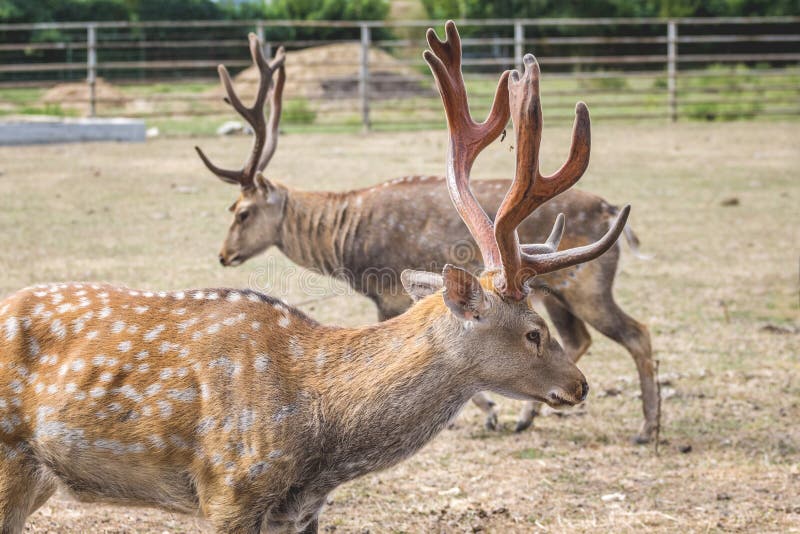 Two Deer in the Reserve. Protection of Animals_ Stock Photo - Image of ...