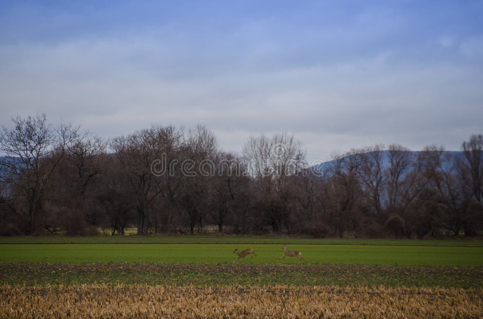 Two deer running on field stock photo. Image of color - 66146196