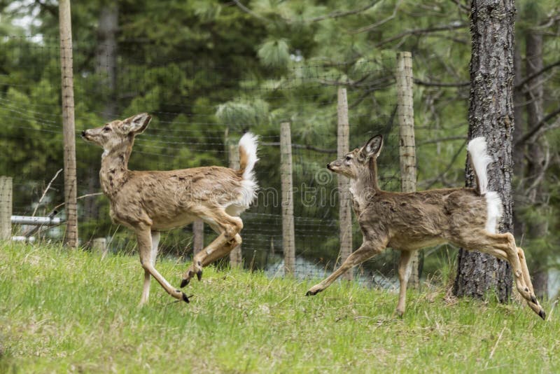 Whitetail Deer on the Run stock photo. Image of whitetail - 23001698