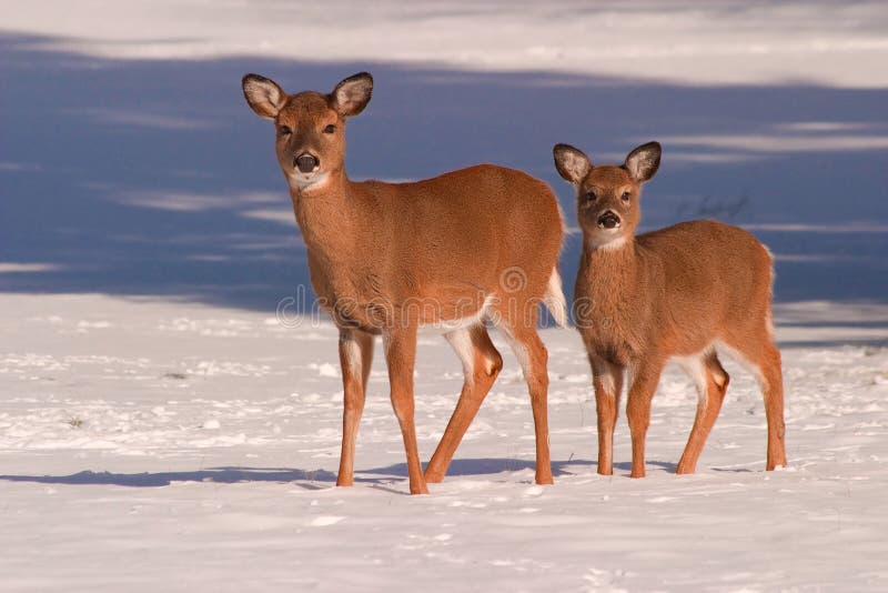 Two Deer in the Snow stock photo. Image of deer, young - 10347064