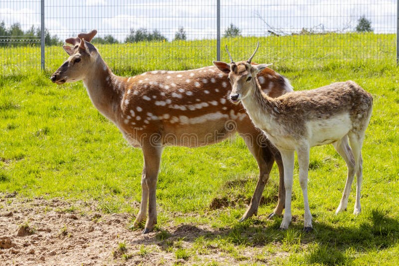 Two Deer Stand on the Green Grass Stock Photo - Image of park, brown ...