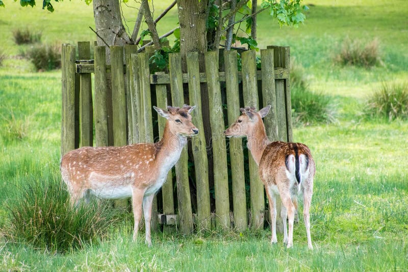 Two deer standing stock photo. Image of nature, mammal - 93126050