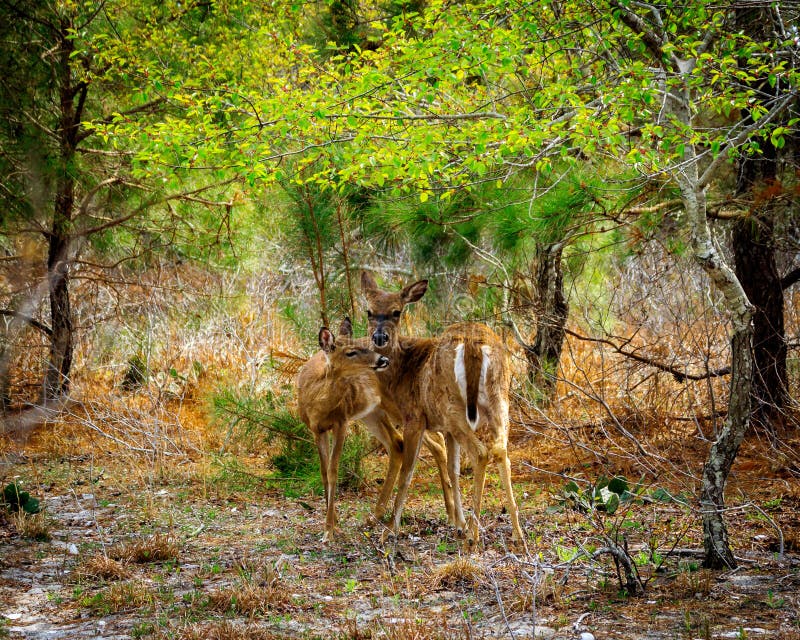 Two Deer Standing in Forest Stock Image - Image of jungle, woodland ...
