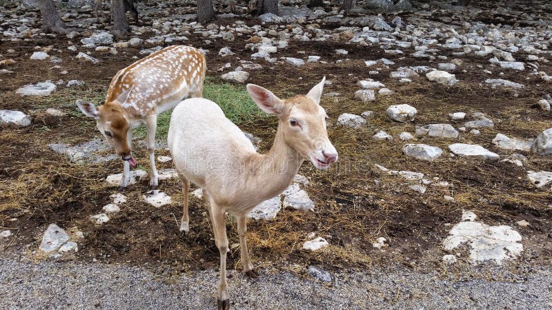 Two deer together stock image. Image of wildlife, together - 54271143
