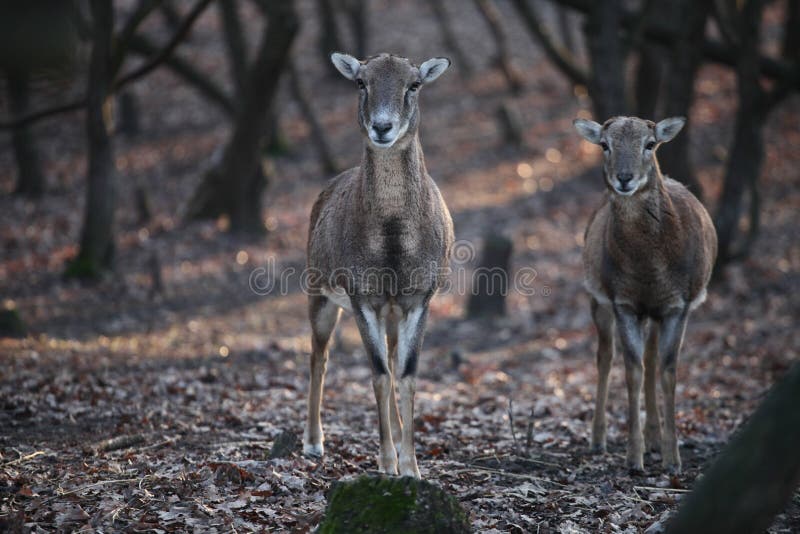 Two deers stock image. Image of deers, standing, deer - 81152505