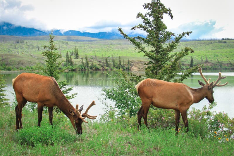 Two deers on the grass stock photo. Image of beautiful - 62277210