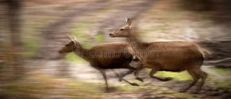 Two deers running stock photo. Image of animals, action - 43865712