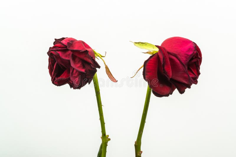 147 Two Dead Dried Roses Stock Photos - Free & Royalty-Free Stock ...