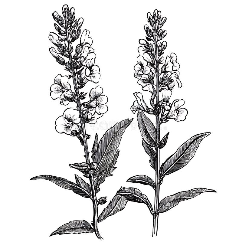 Two Delicate Flowering Plants with Elongated Stems and Blossoms Stock ...