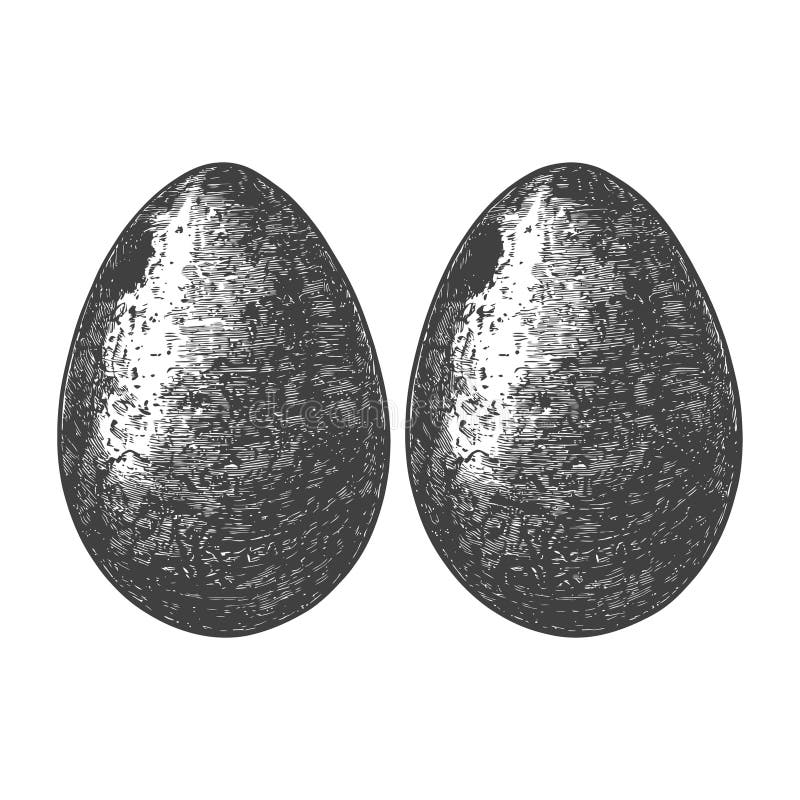 Two Ovoid Eggs in Detailed Vintage Woodcut Style Illustration Stock ...