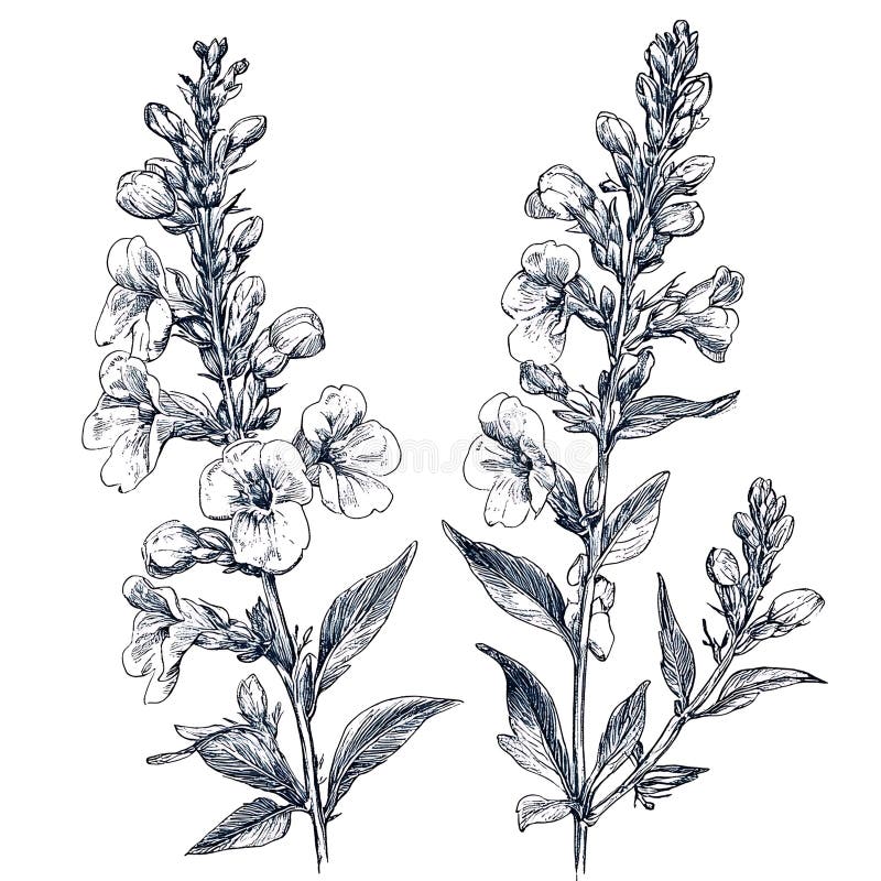 Two Detailed Ink Drawings of Flowering Stems Stock Illustration ...