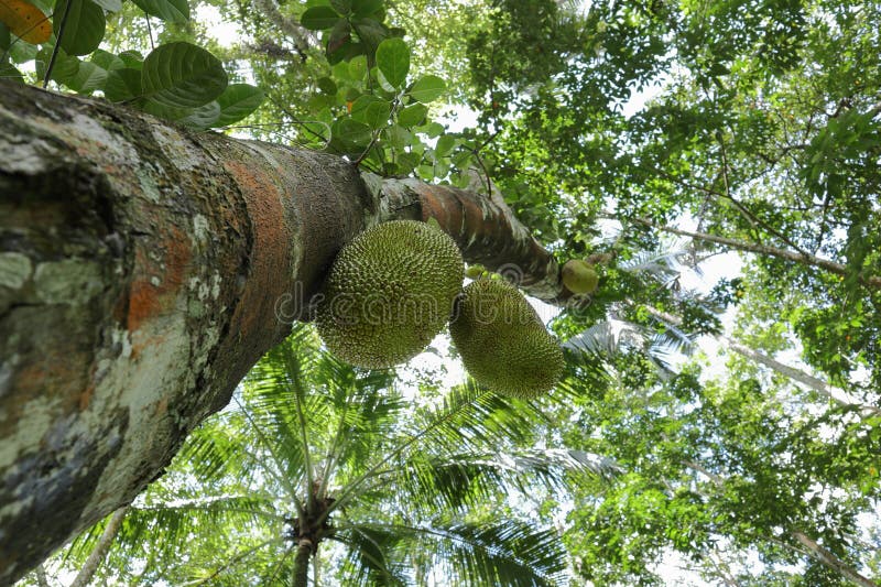 Underneath View of a Two Developing Jack Fruits Hanging Down from the ...