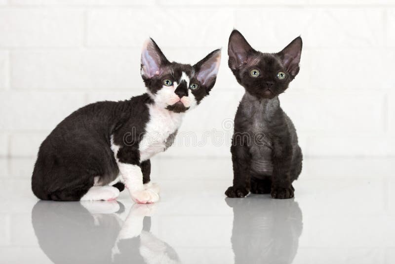 Two devon rex kittens stock photo. Image of posing, shorthair - 69362492