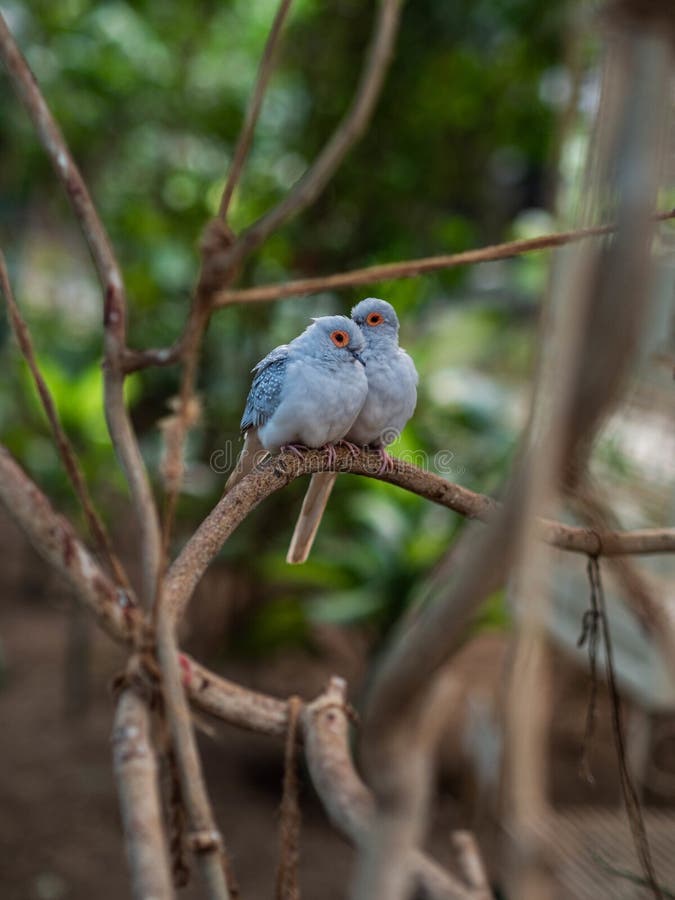 Doves sitting on roof top stock photo. Image of beak - 194642188