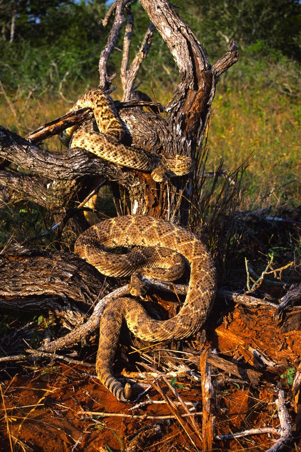 Two Diamondback Rattlers on Log Stock Image - Image of snake, rattle ...