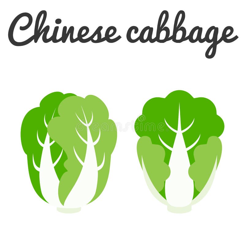 Chinese cabbage vector stock vector. Illustration of isolated - 104387819