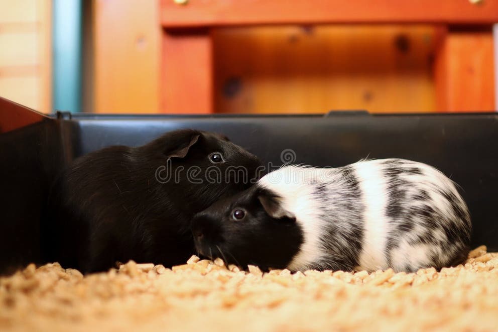 Two Different Colored Guinea Pigs are Together on the Litter Stock ...