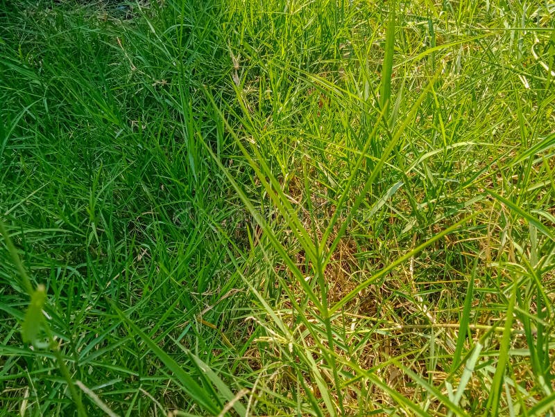 Two Different Colors of Green Grass, Which is Exposed To Sunlight and ...