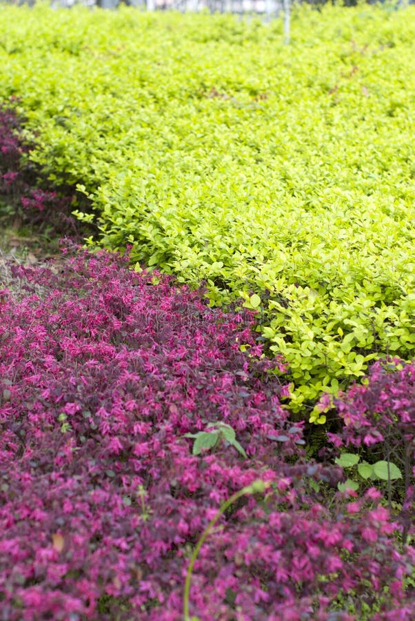 Shrubbery stock photo. Image of scenery, outside, natural - 30240376