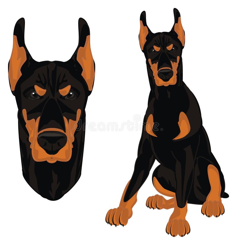 Doberman Angry Stock Illustrations – 234 Doberman Angry Stock ...