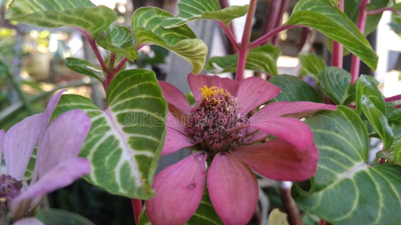 Two Different Flowers Blooming Together