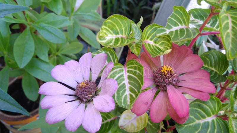 Two Different Flowers Colors that Bloom Together Stock Image - Image of ...