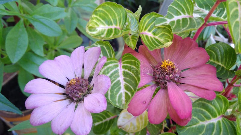 Two Different Flowers Colors that Bloom Together Stock Image - Image of ...