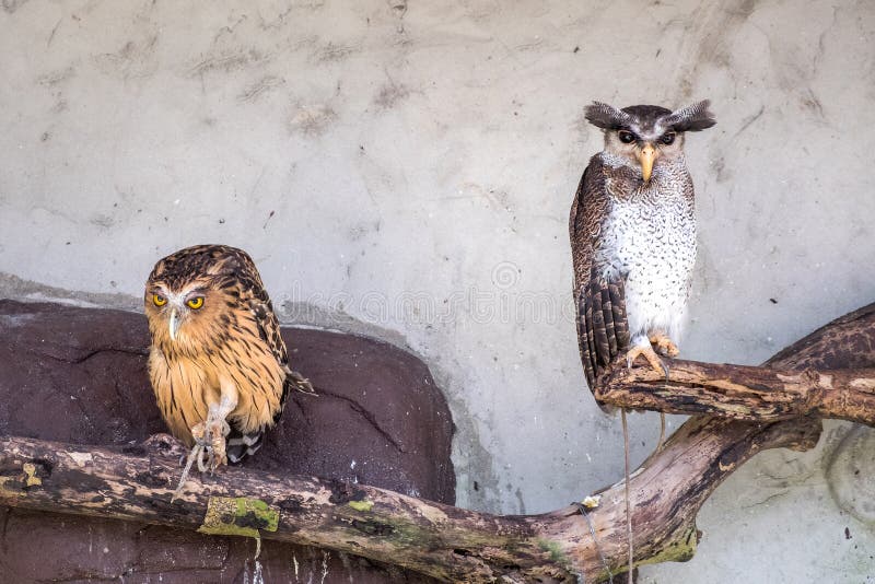 Two Different Large Owls in an Aviary Stock Image - Image of aviary ...