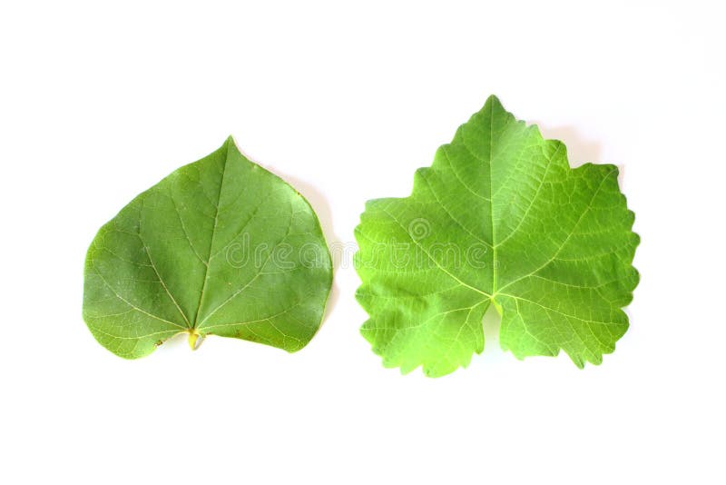 Two Different Leaves stock image. Image of white, leaves - 25276327