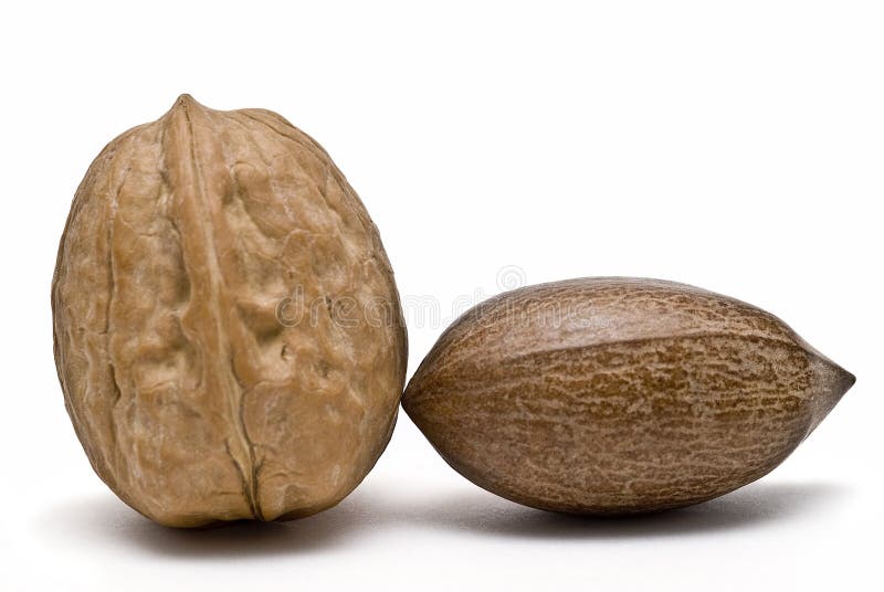 Two different nuts. stock photo. Image of food, farming - 14173192