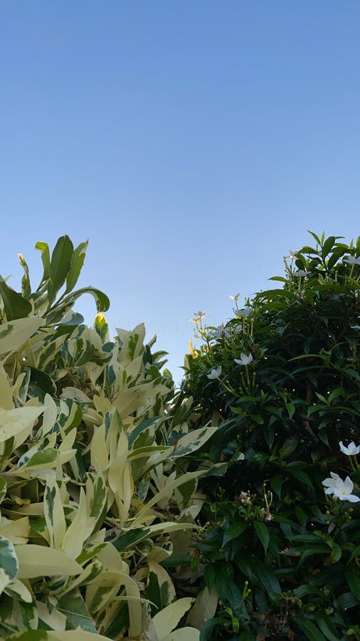 Two Different Plants Growing Up Next To Each Other Stock Image - Image ...